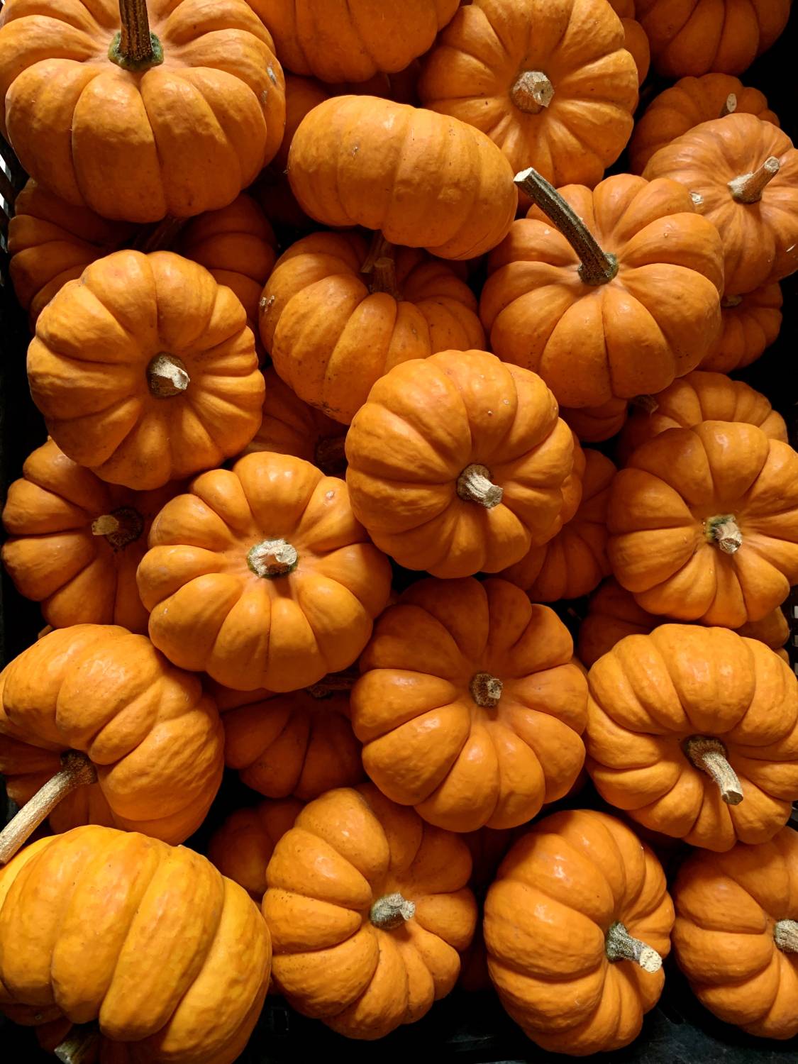 Fall Pictures Tumblr Pumpkins